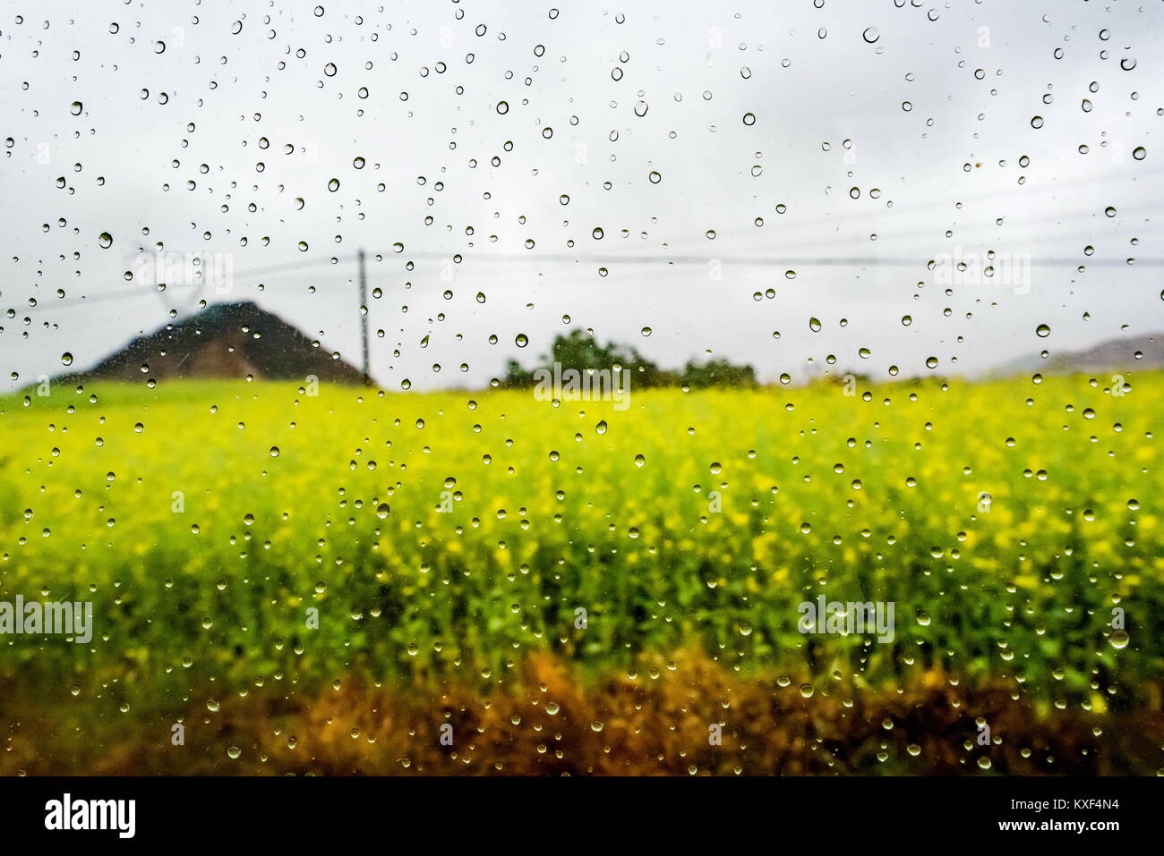 Yunnan luoping canola flower hi-res stock photography and images - Alamy