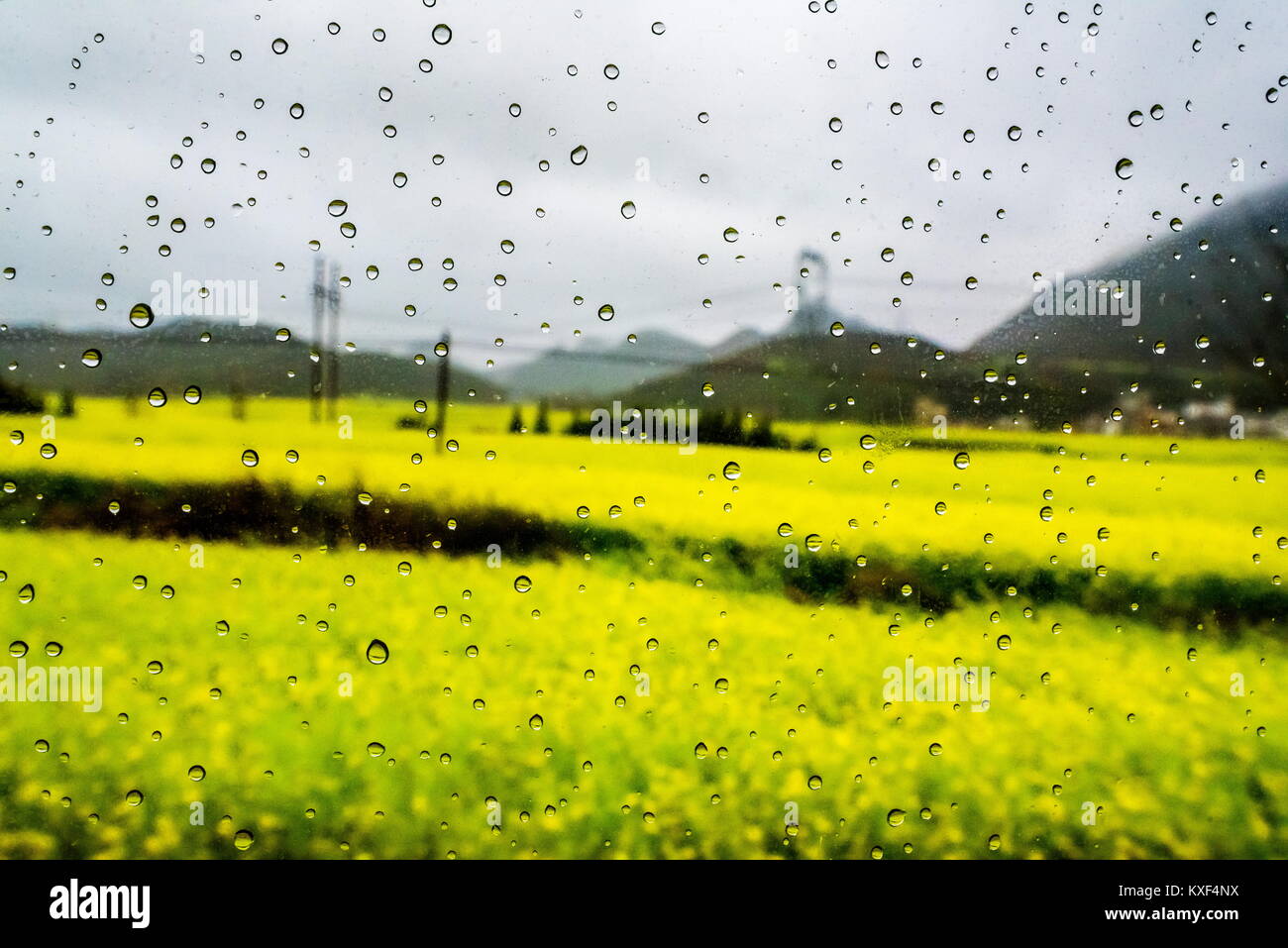 Yunnan luoping canola flower hi-res stock photography and images - Alamy