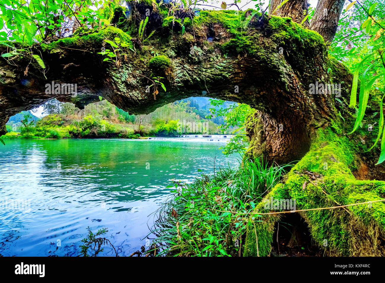 The Waterfall flowing to water stream in forest Stock Photo - Alamy