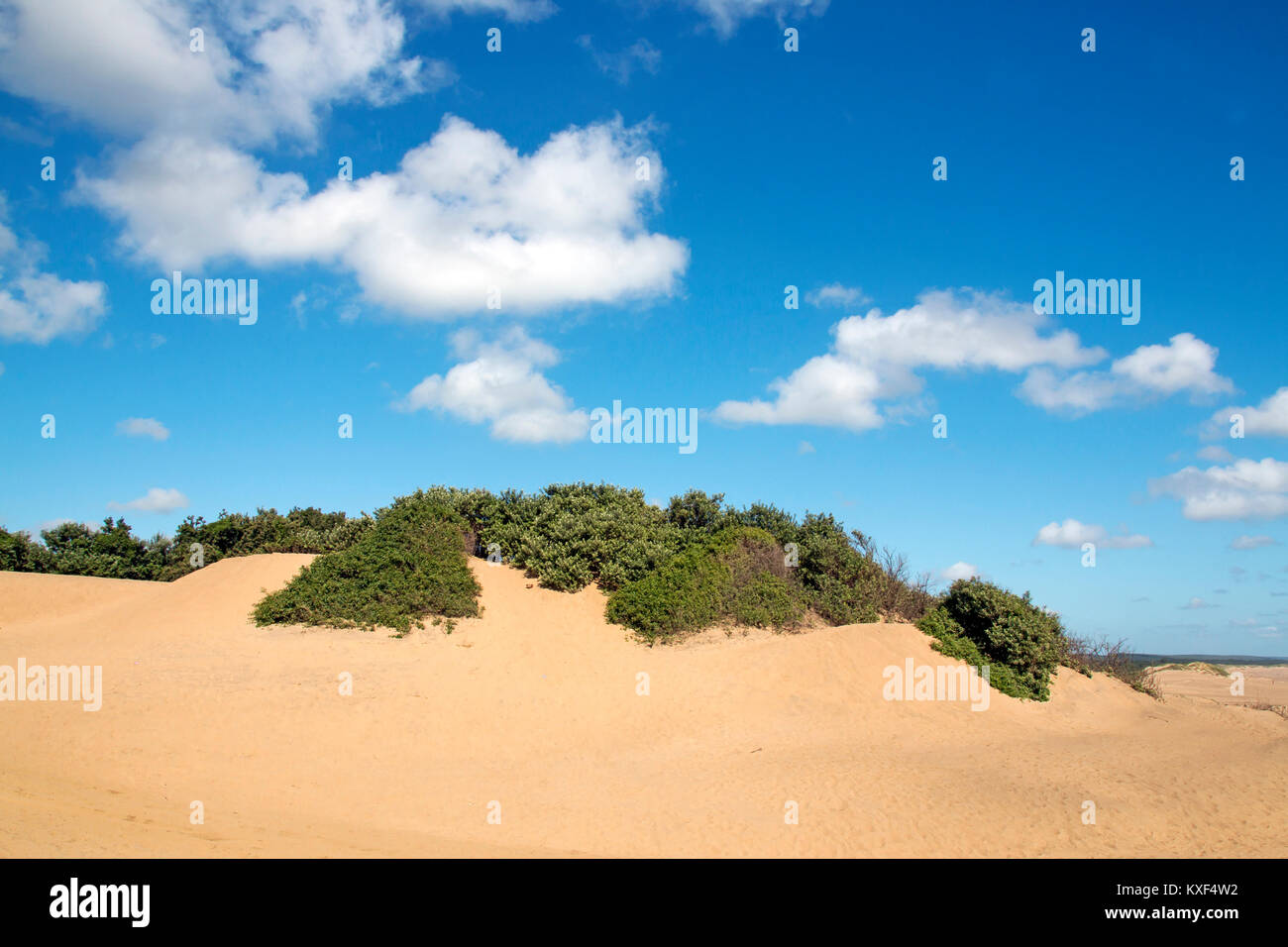 Empty beach sand and dune vegetation against clouds and blue sky ...