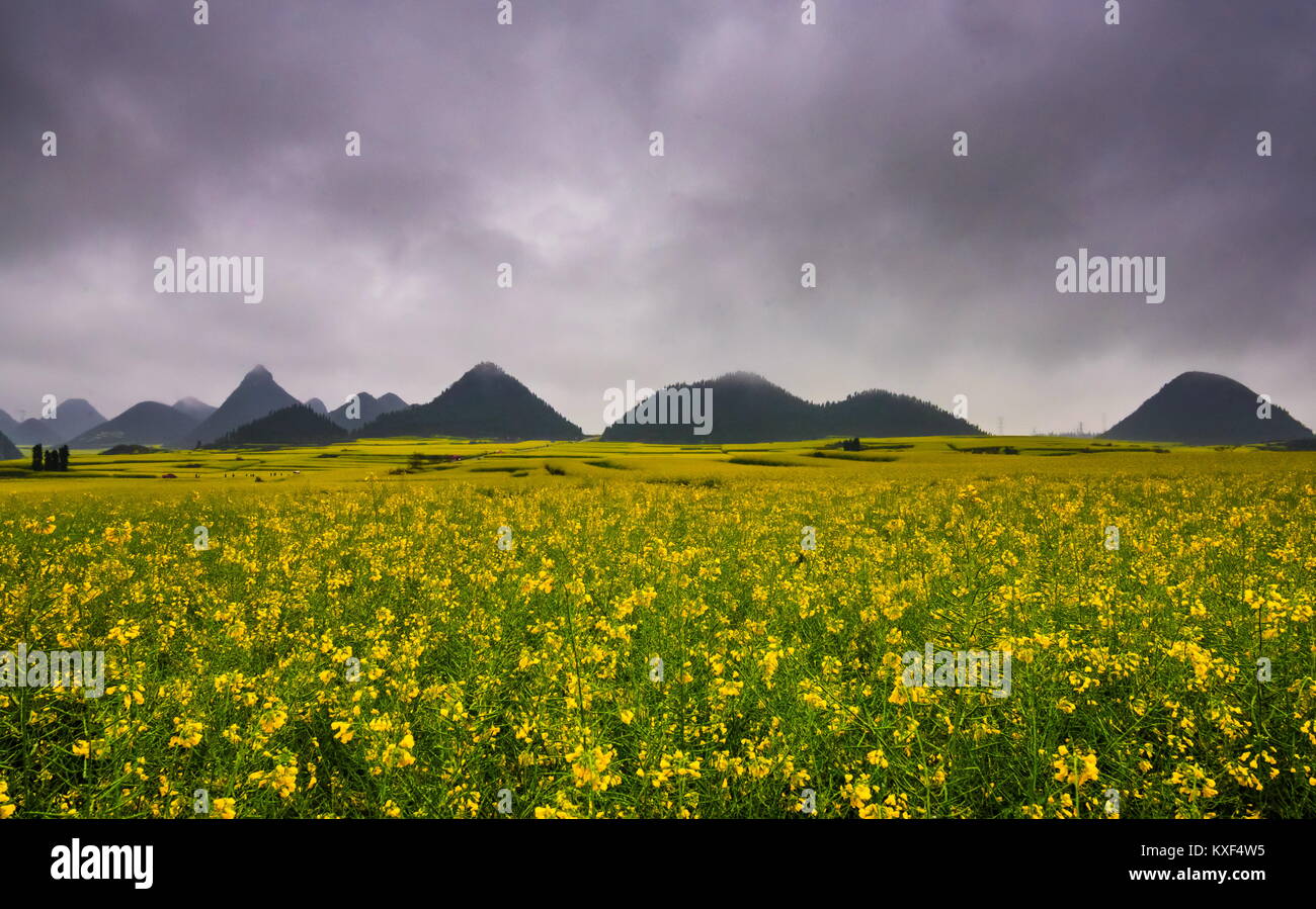 Yunnan luoping canola flower hi-res stock photography and images - Alamy