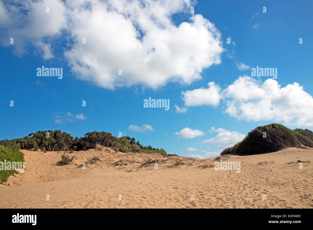 Empty beach sand and dune vegetation against clouds and blue sky ...
