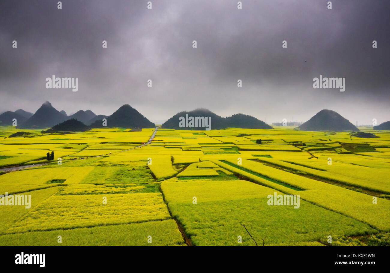 Yunnan luoping canola flower hi-res stock photography and images - Alamy