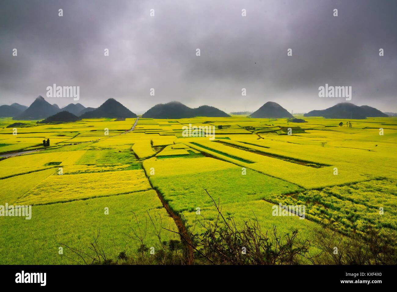 Yunnan luoping canola flower hi-res stock photography and images - Alamy