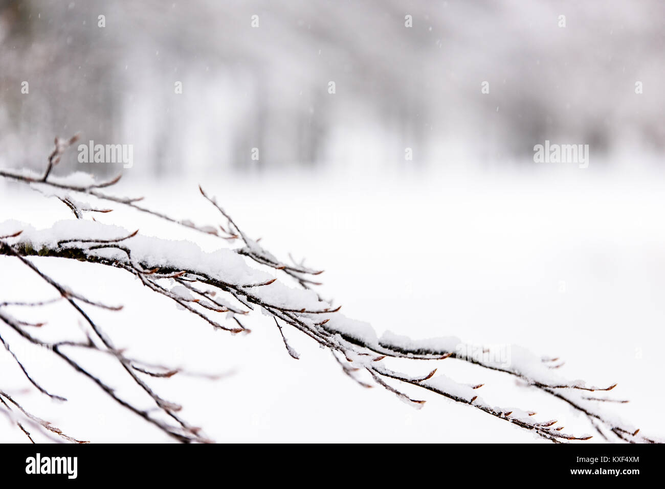 In the woods during the first snowfall of the season Stock Photo - Alamy
