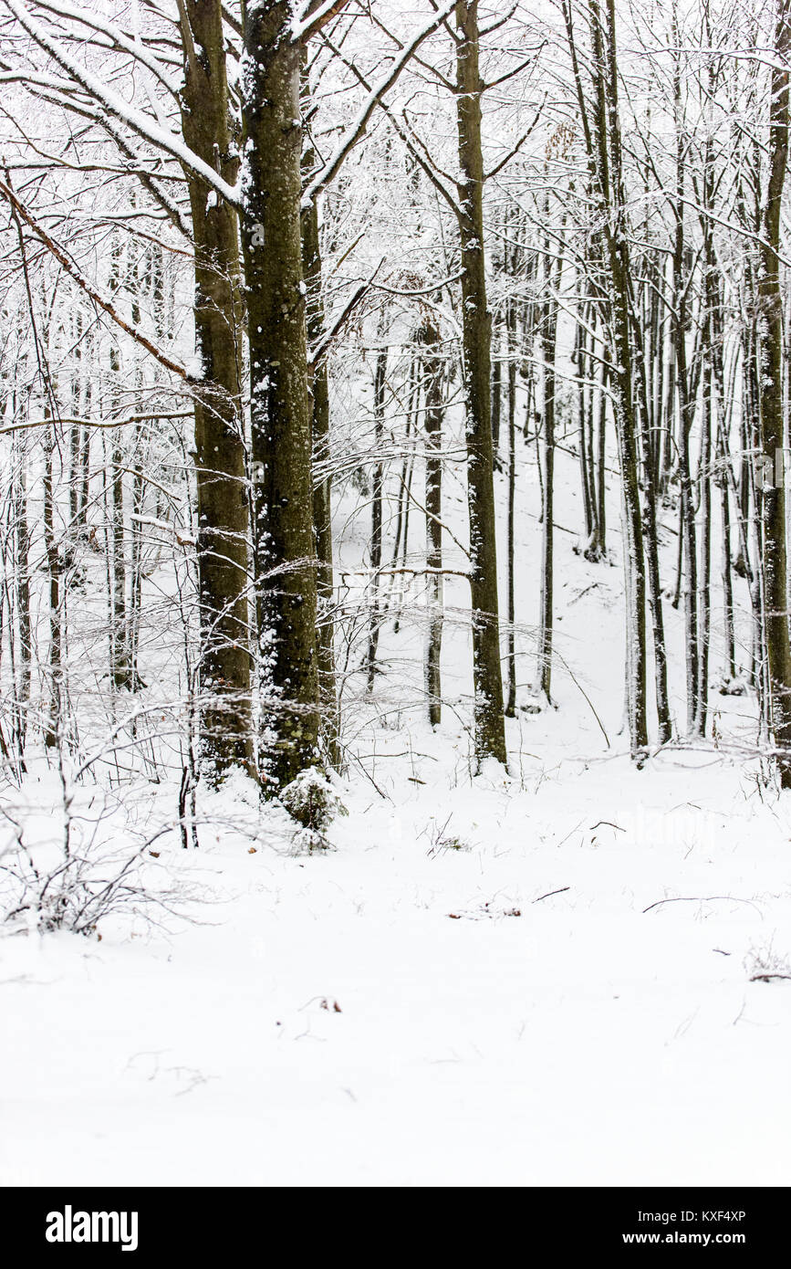 In the woods during the first snowfall of the season Stock Photo - Alamy
