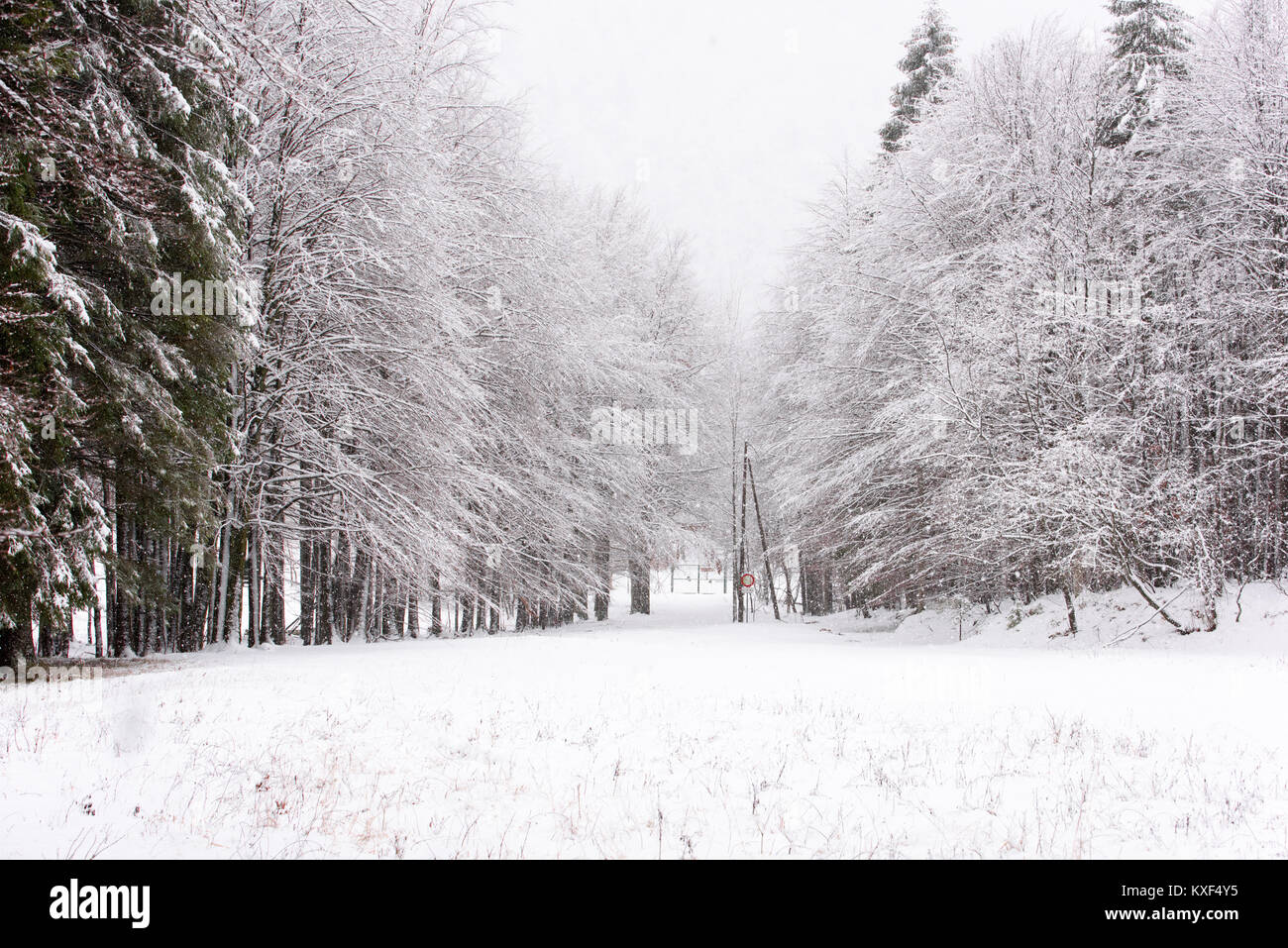 In the woods during the first snowfall of the season Stock Photo - Alamy