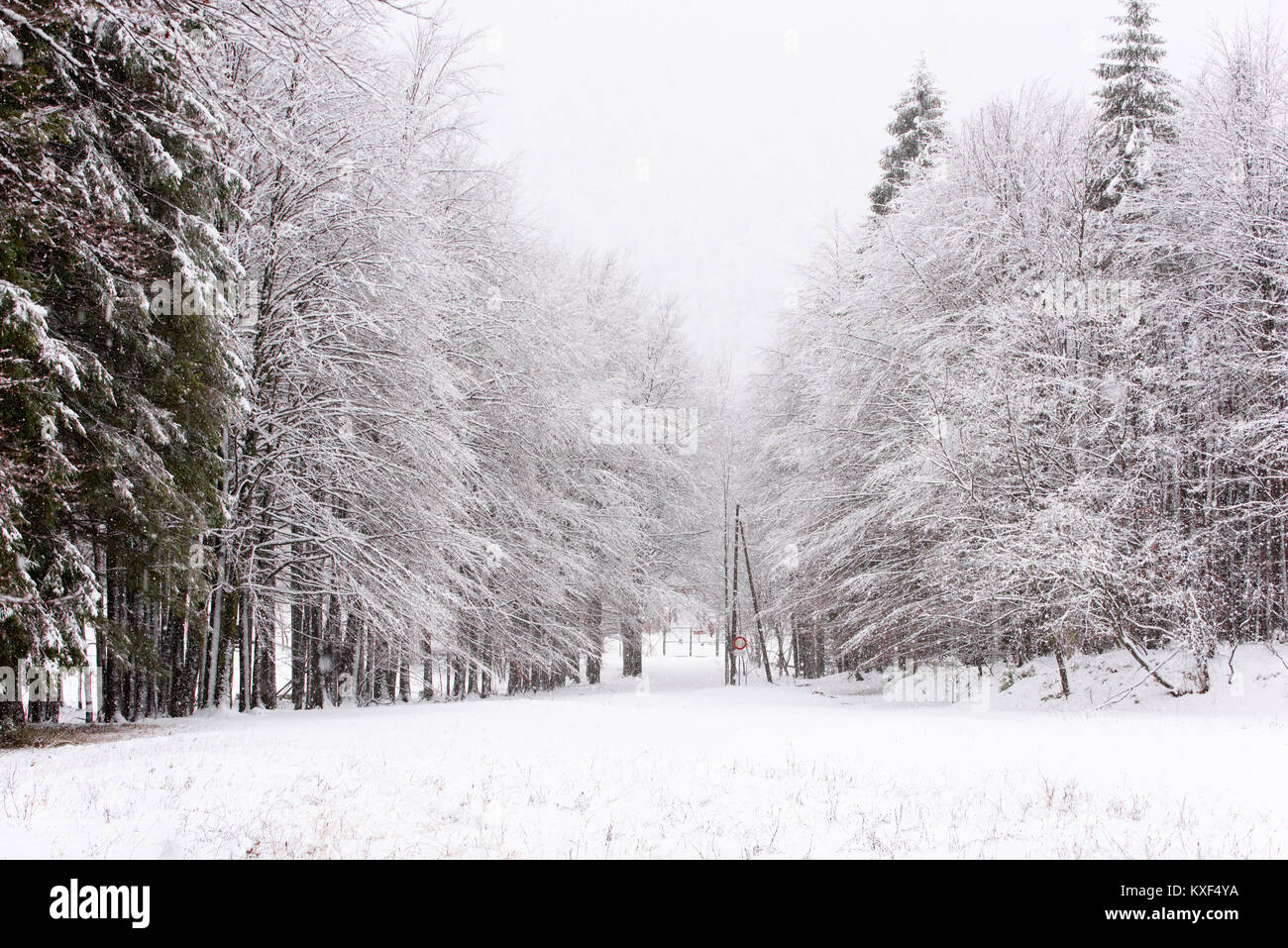 In the woods during the first snowfall of the season Stock Photo - Alamy
