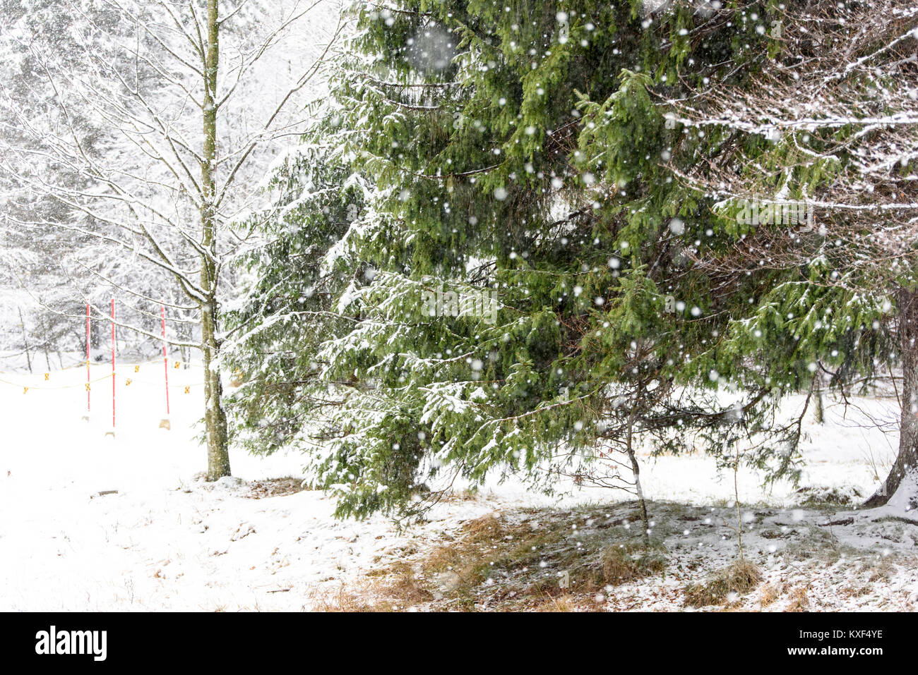 In the woods during the first snowfall of the season Stock Photo - Alamy