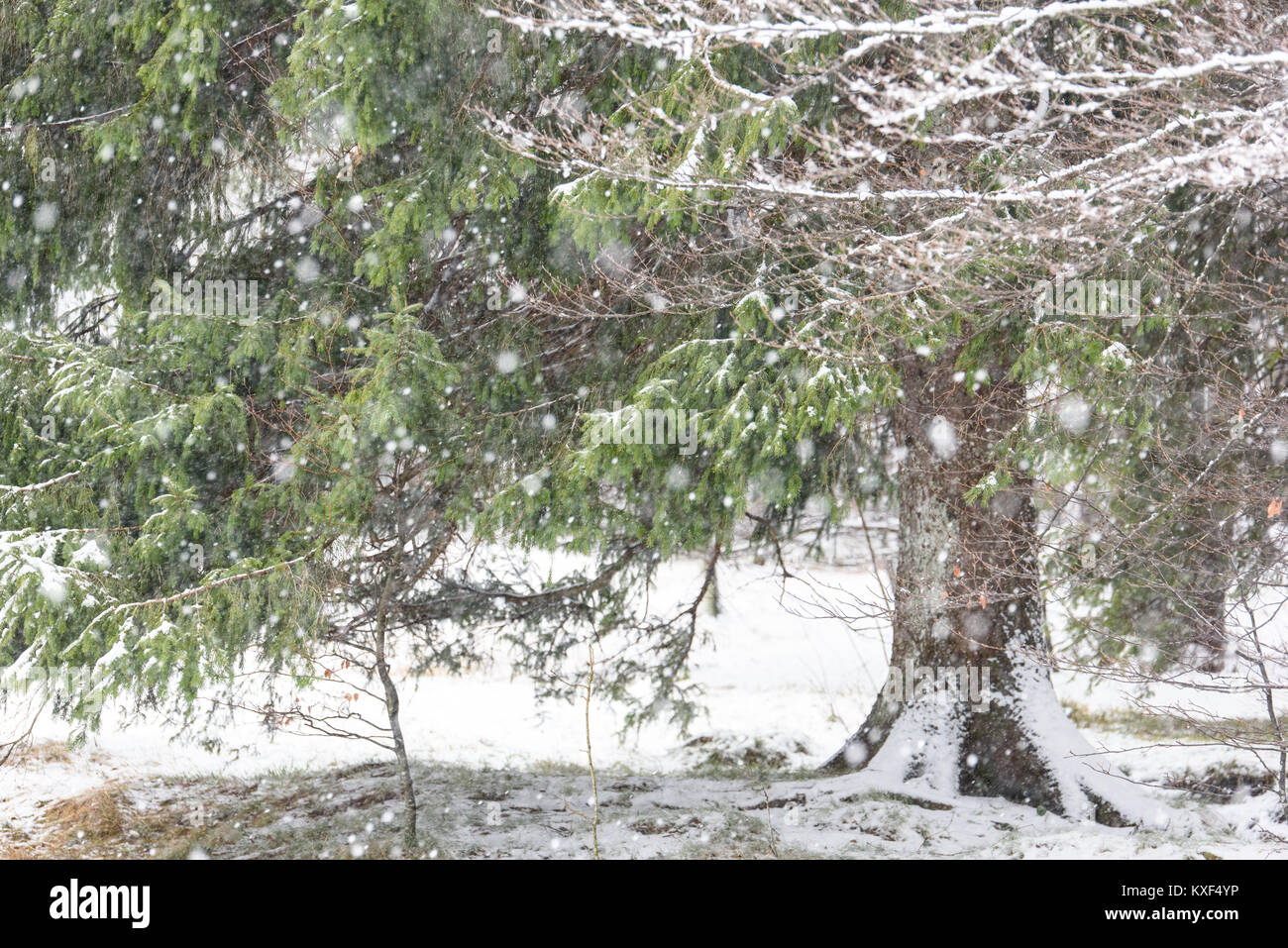 In the woods during the first snowfall of the season Stock Photo - Alamy