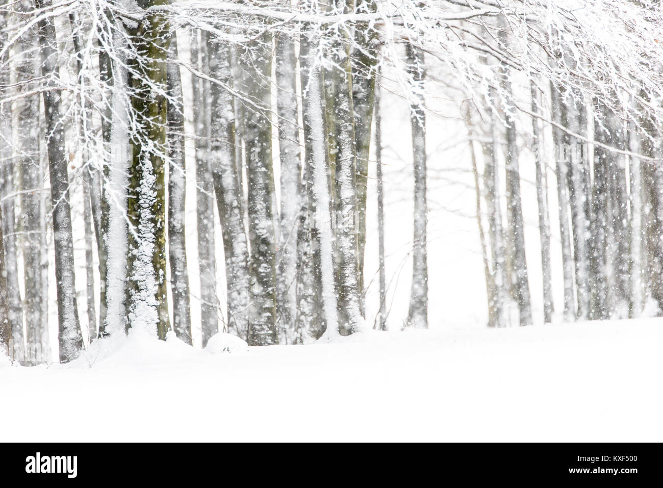 In the woods during the first snowfall of the season Stock Photo - Alamy