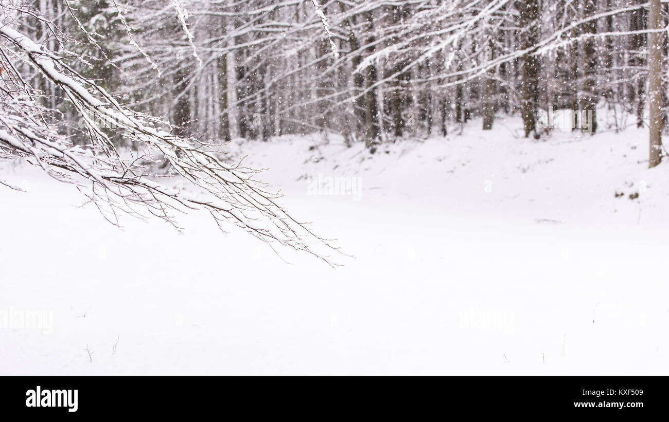 In the woods during the first snowfall of the season Stock Photo - Alamy