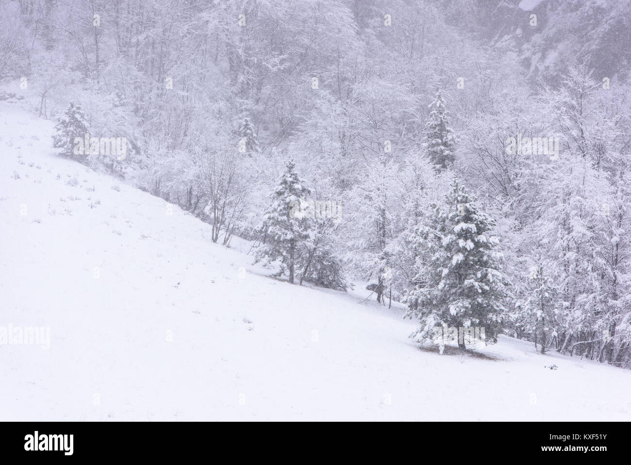 In the woods during the first snowfall of the season Stock Photo - Alamy