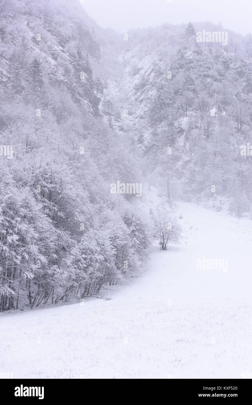 In the woods during the first snowfall of the season Stock Photo - Alamy