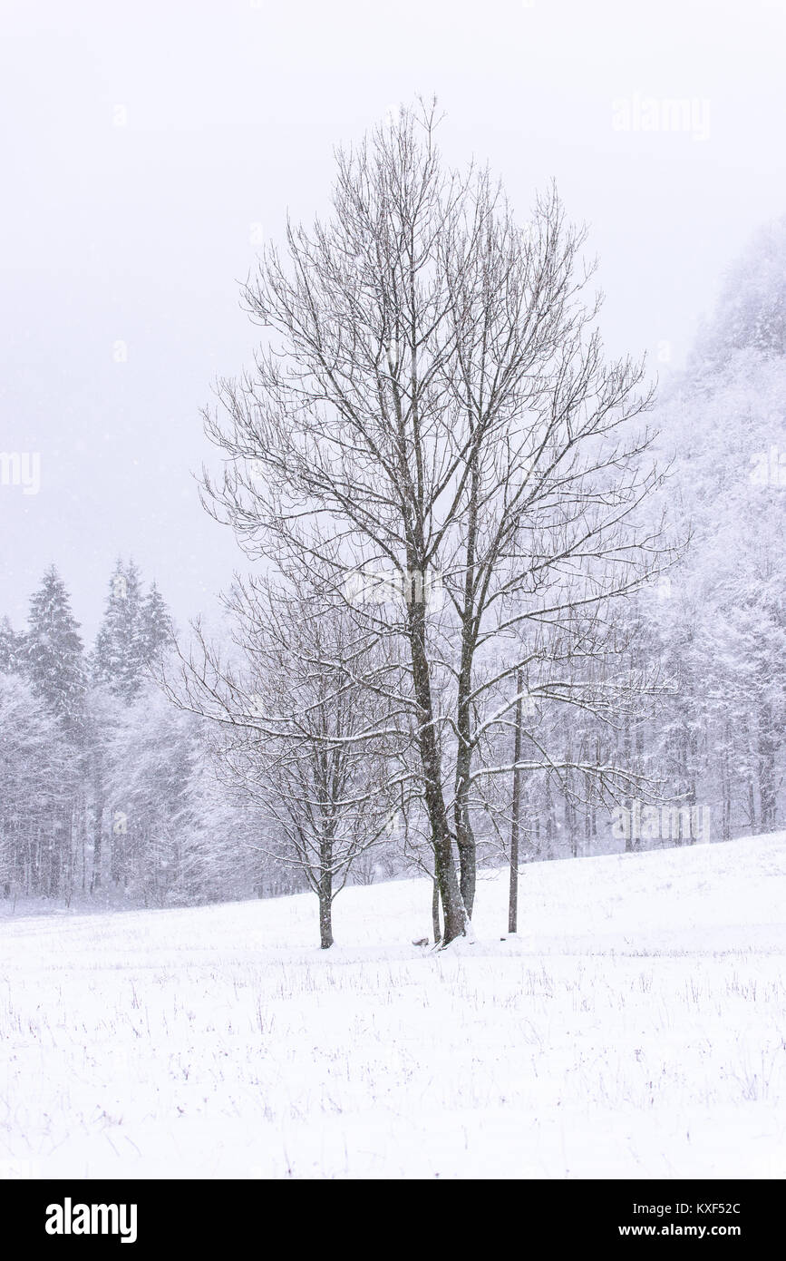 In the woods during the first snowfall of the season Stock Photo - Alamy
