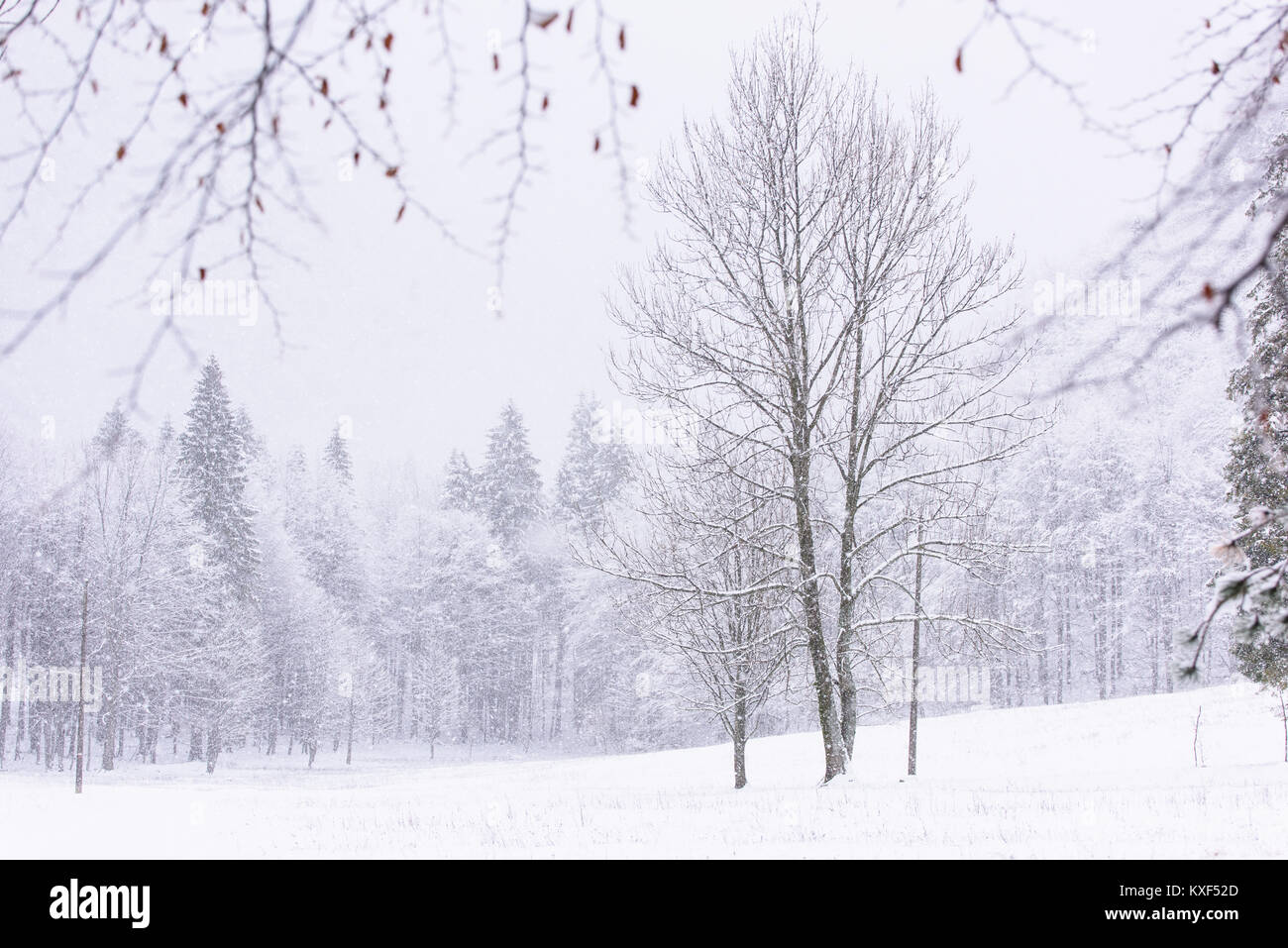 In the woods during the first snowfall of the season Stock Photo - Alamy