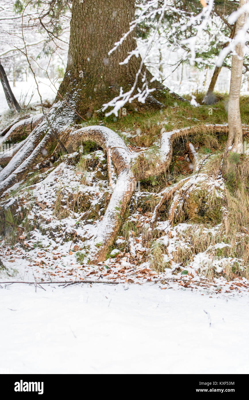 In the woods during the first snowfall of the season Stock Photo - Alamy