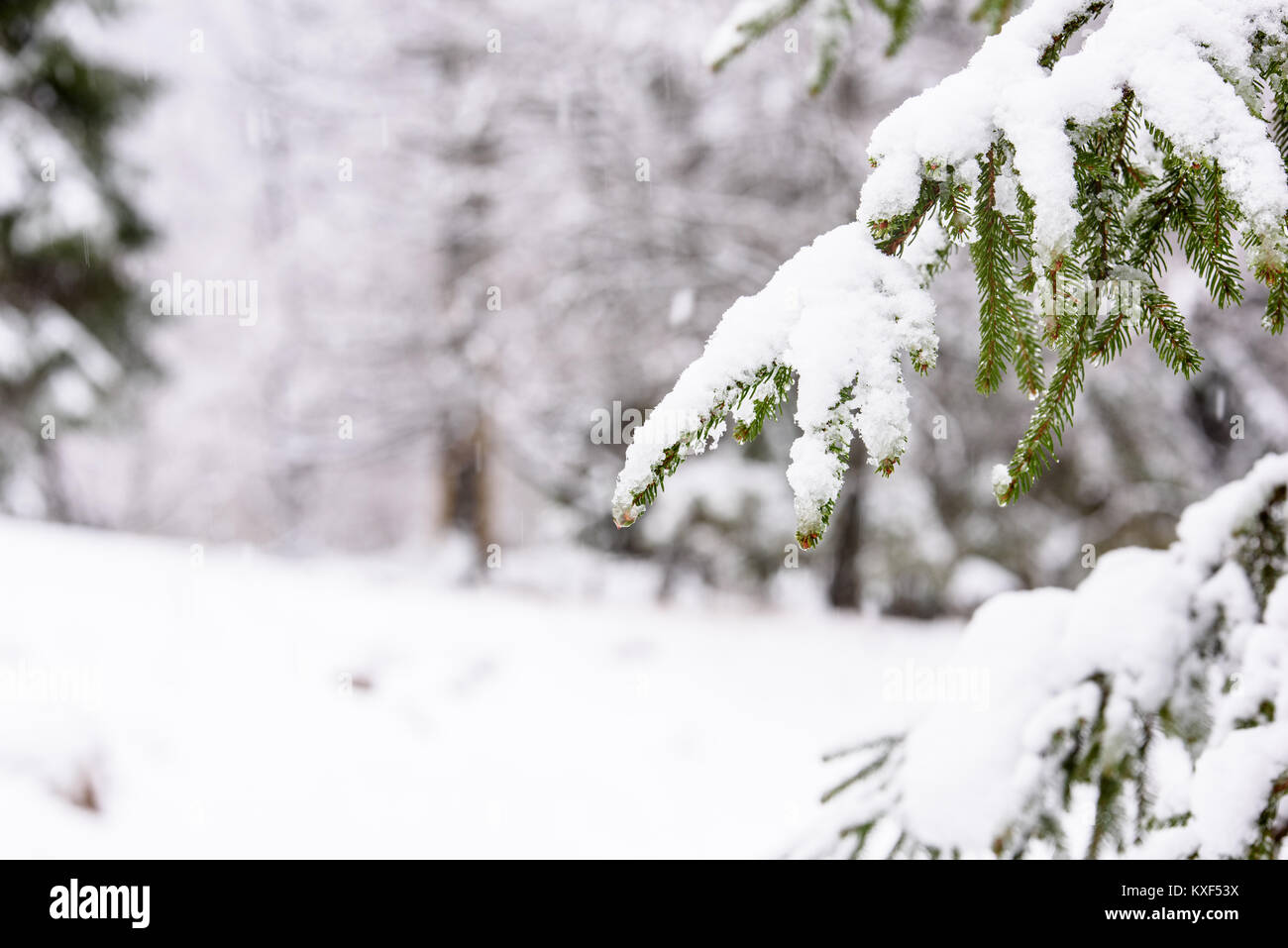 In the woods during the first snowfall of the season Stock Photo - Alamy