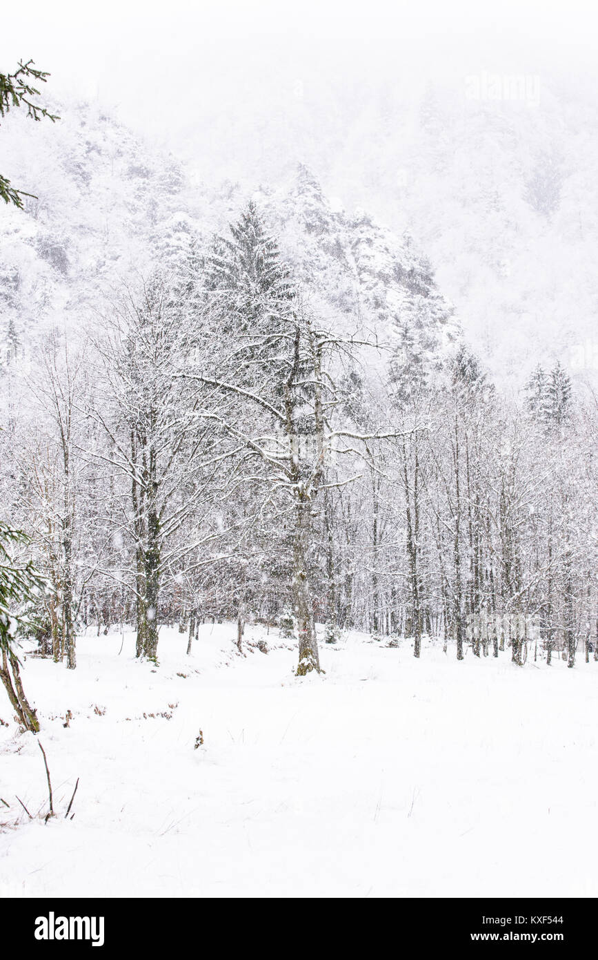In the woods during the first snowfall of the season Stock Photo - Alamy