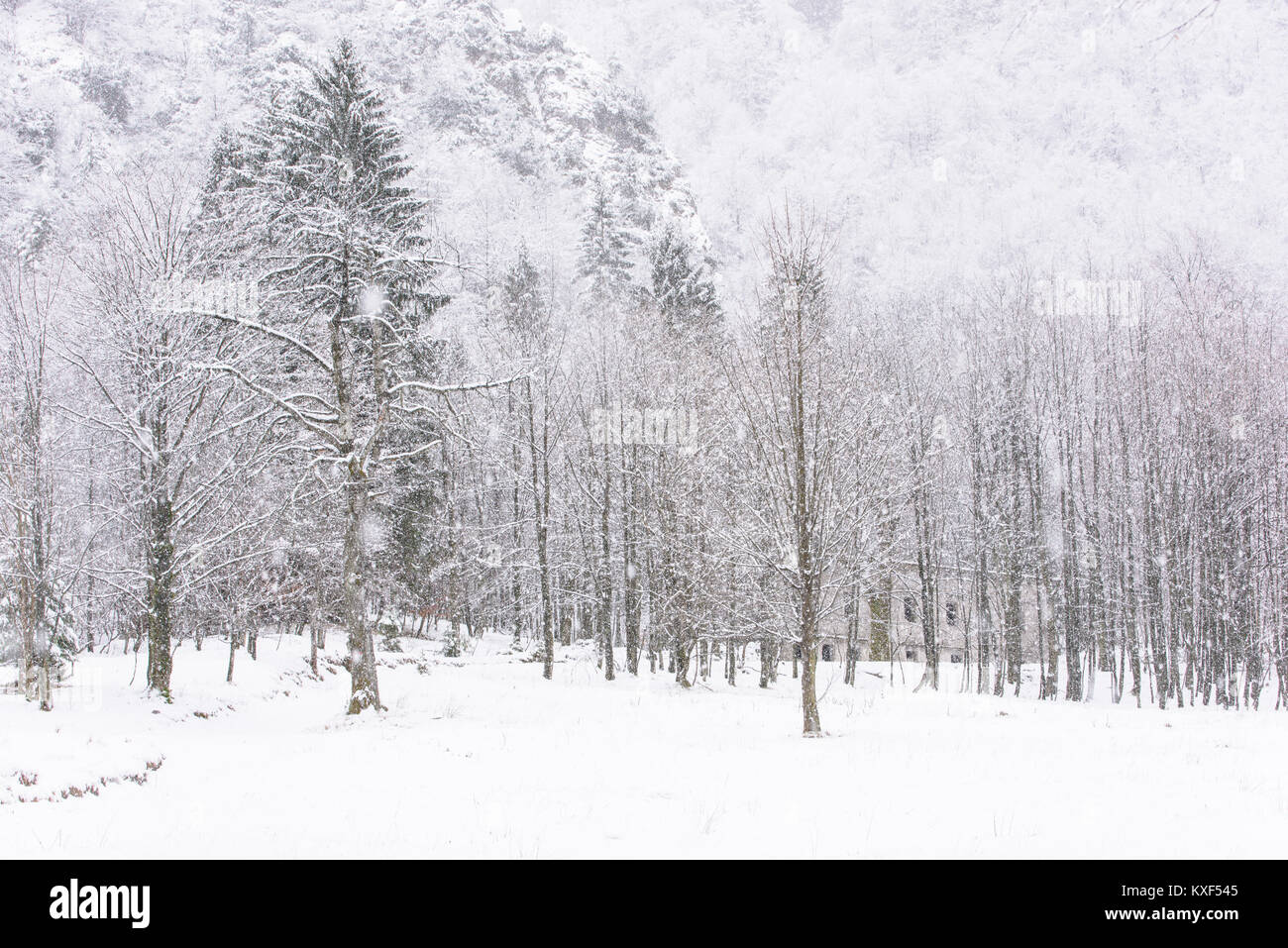 In the woods during the first snowfall of the season Stock Photo - Alamy
