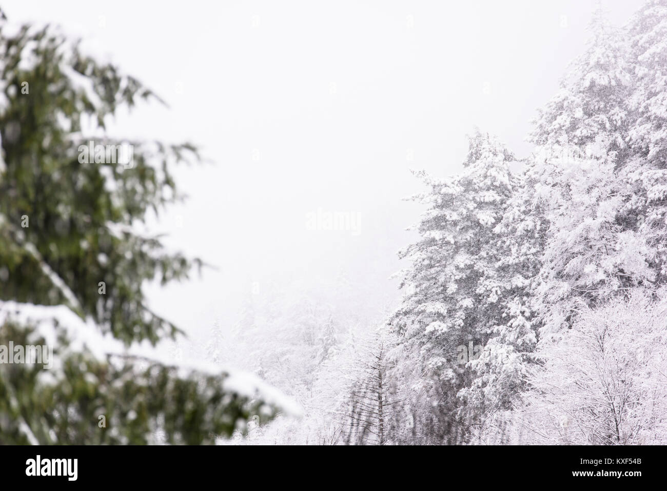 In the woods during the first snowfall of the season Stock Photo - Alamy