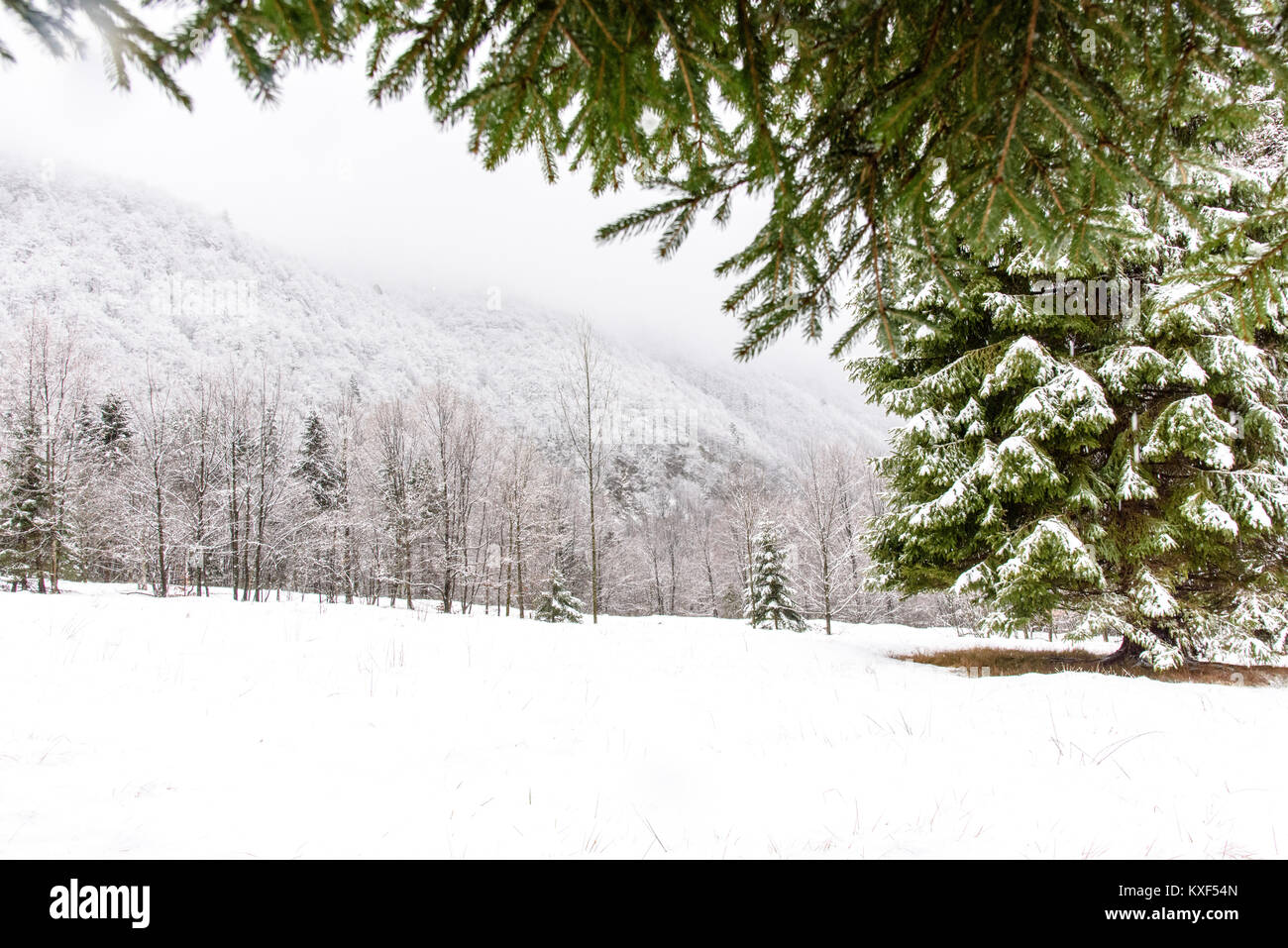 In the woods during the first snowfall of the season Stock Photo - Alamy