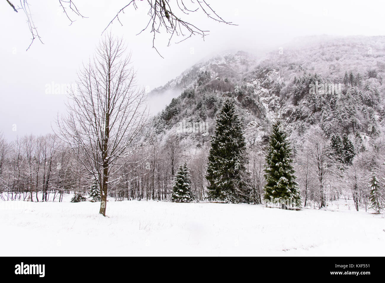In the woods during the first snowfall of the season Stock Photo - Alamy