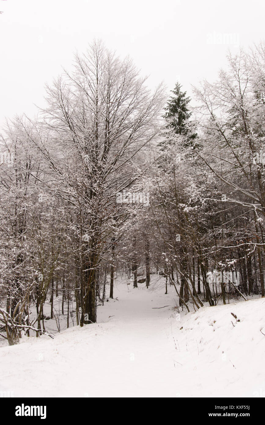 In the woods during the first snowfall of the season Stock Photo - Alamy