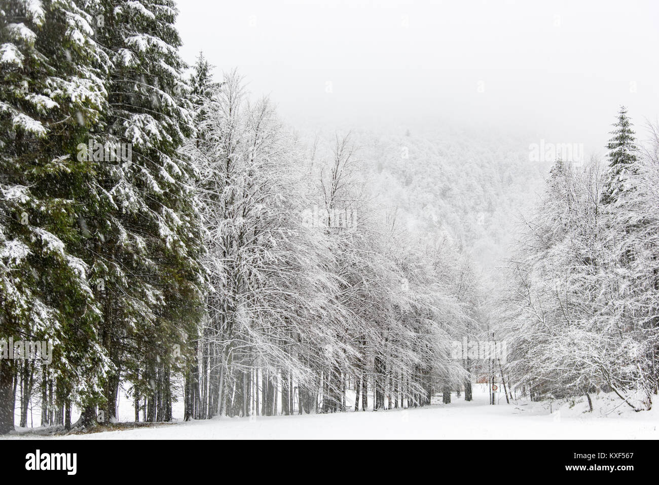 In the woods during the first snowfall of the season Stock Photo - Alamy