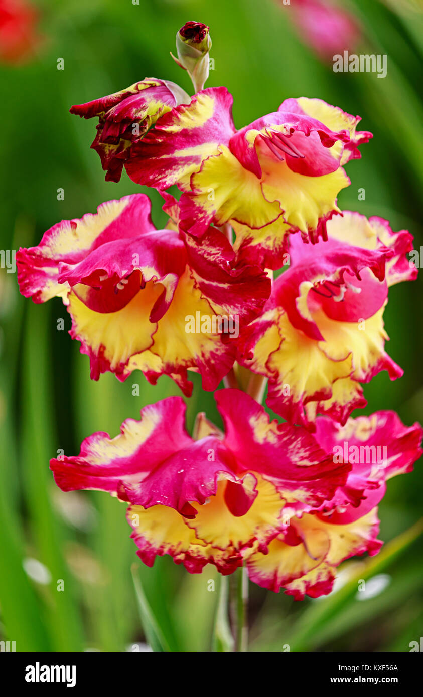 Sword flower hi-res stock photography and images - Alamy