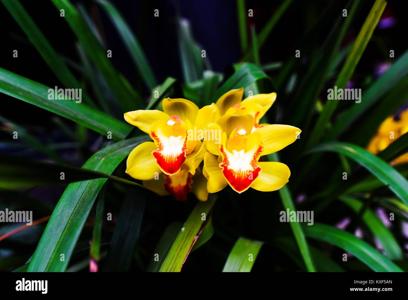 The Cymbidium insigne orchid in the garden Stock Photo - Alamy