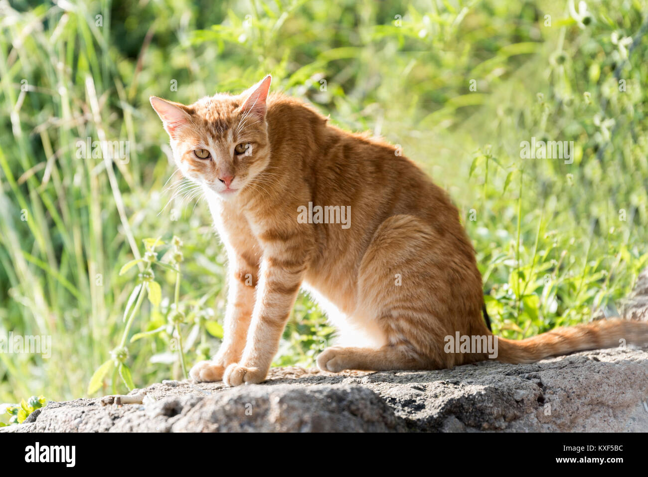 Brown Cat portrait Stock Photo - Alamy