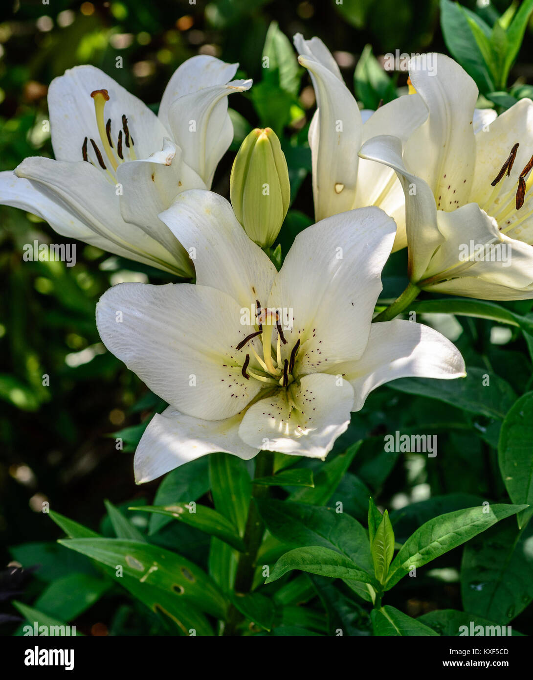 Fine art color floral outdoor nature flower image of a blooming open ...