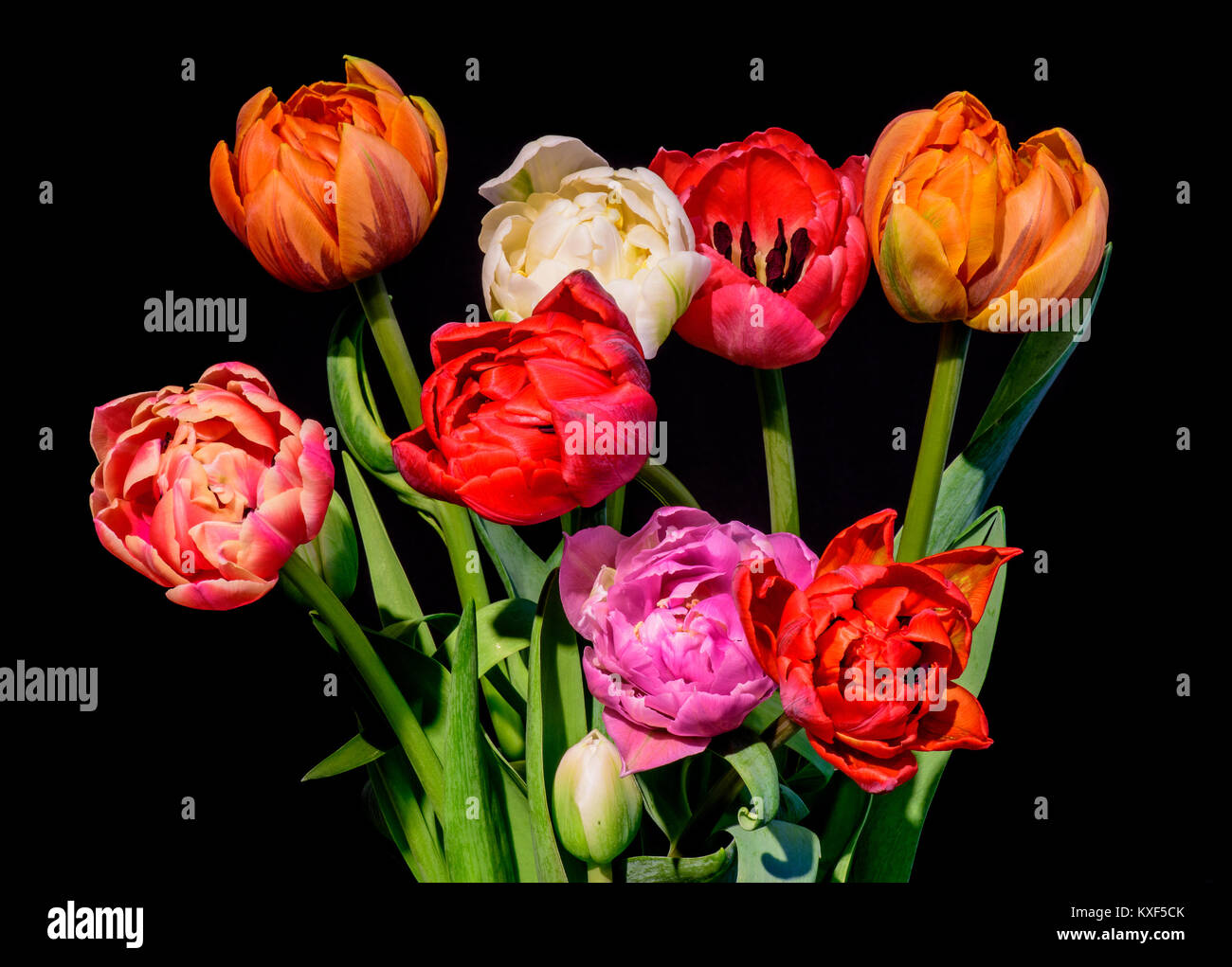 Till life hi-res stock photography and images - Alamy