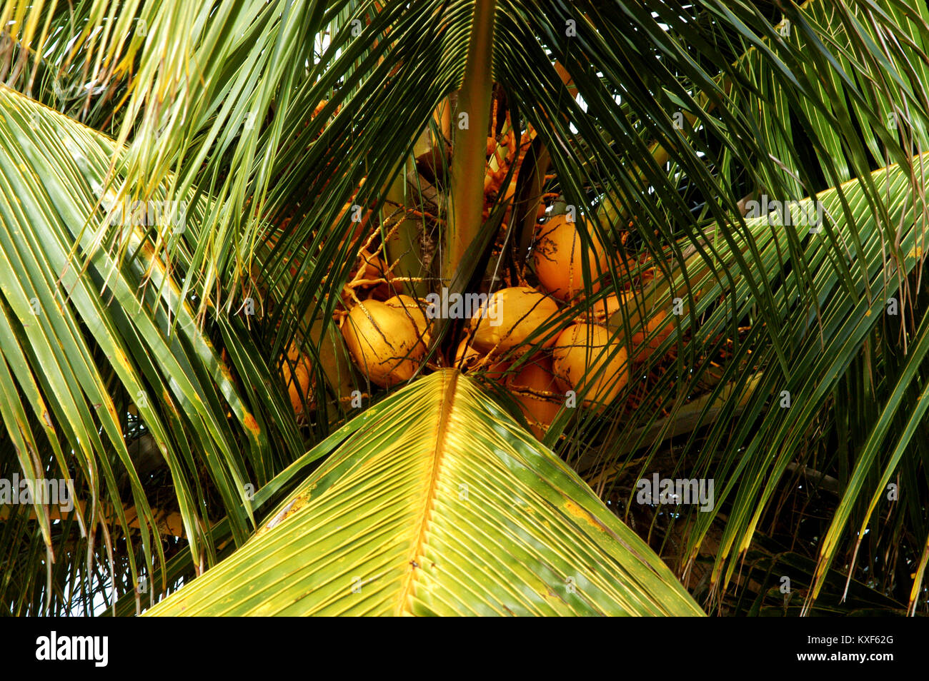 Palm tree on sunny day Stock Photo - Alamy