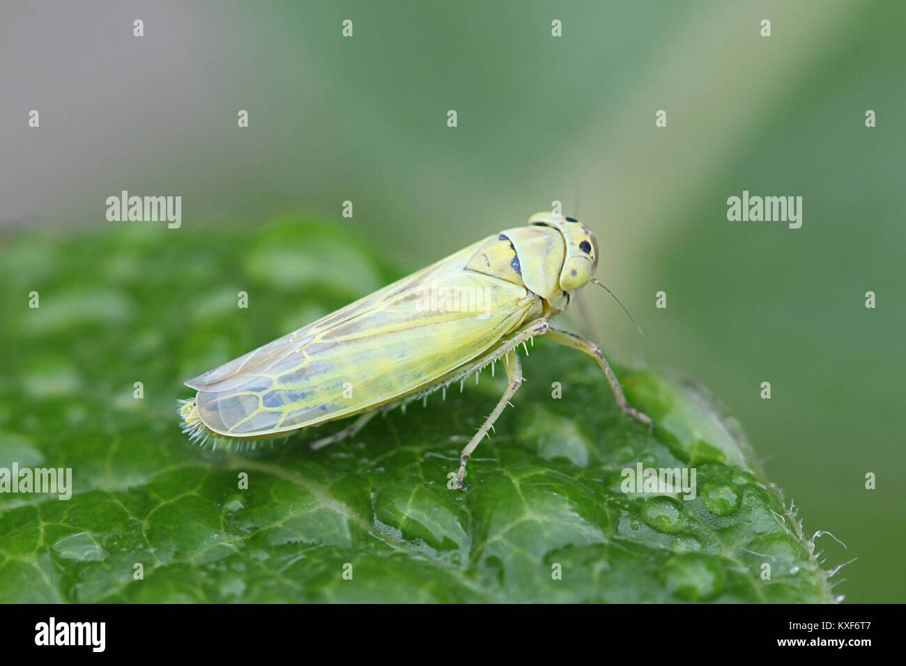 Green leafhopper, Cicadella sp, posing on a leaf Stock Photo - Alamy