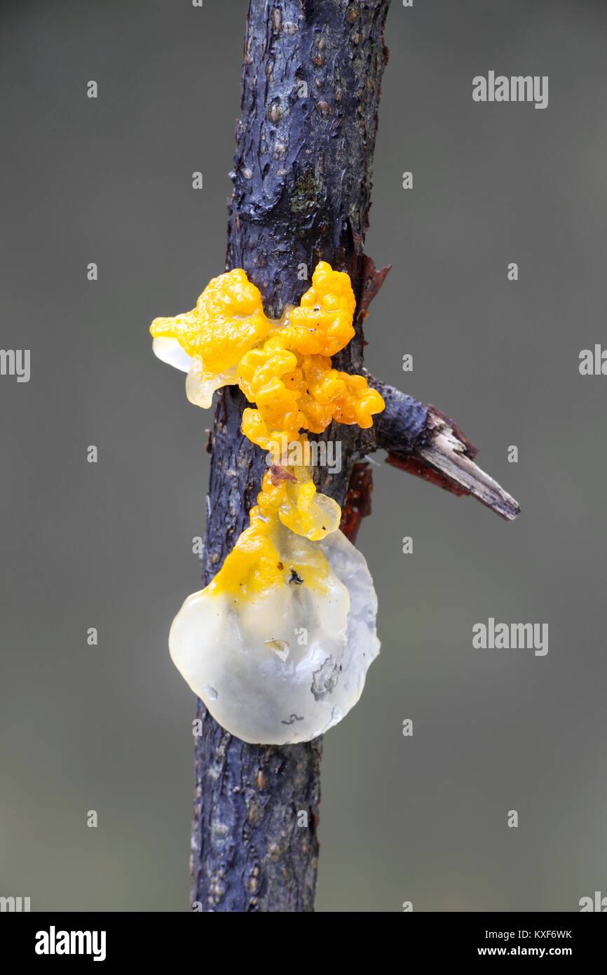 Tremella mesenterica, common names include yellow brain, golden jelly ...