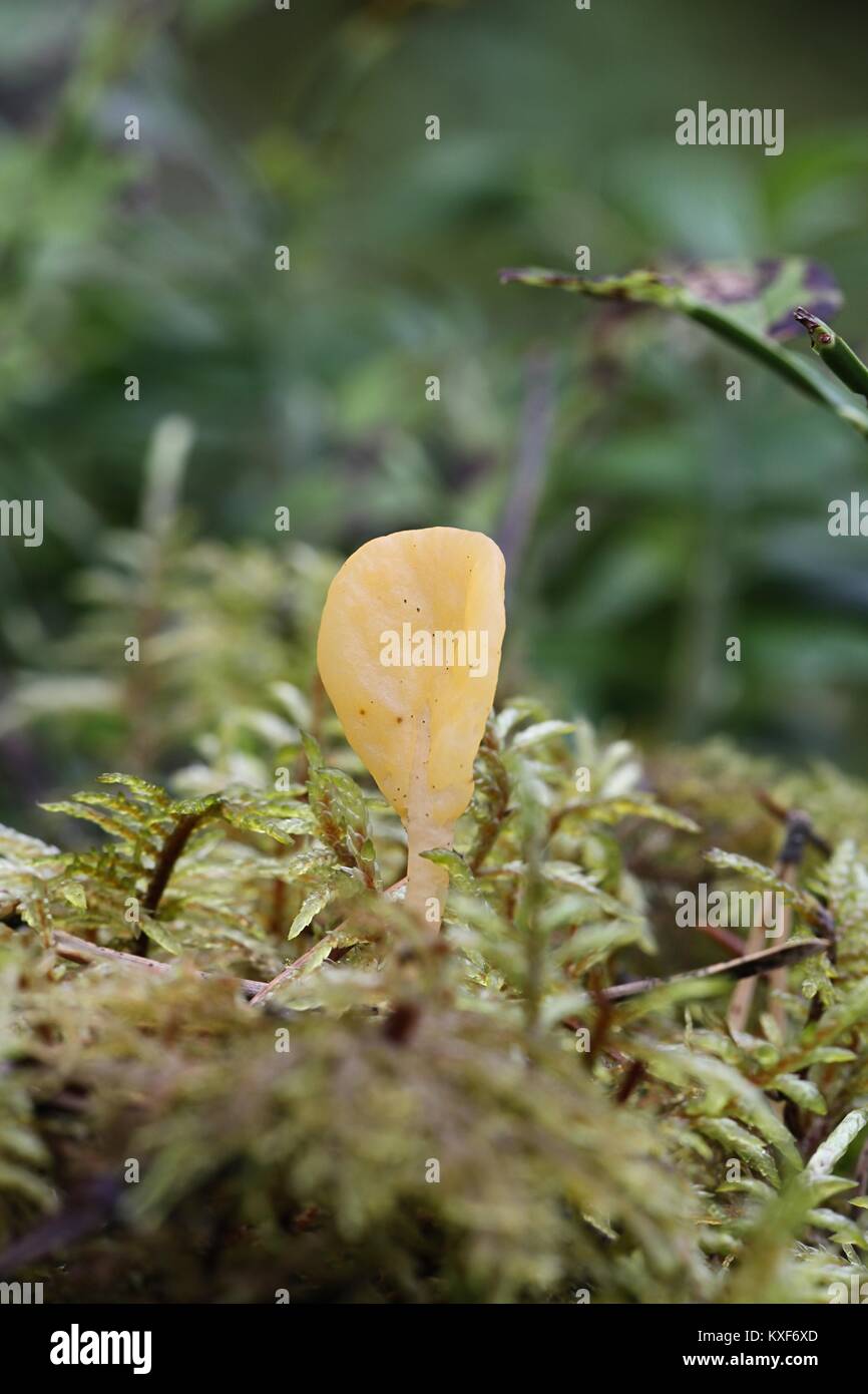 Spathularia flavida, commonly known as the yellow earth tongue, the ...