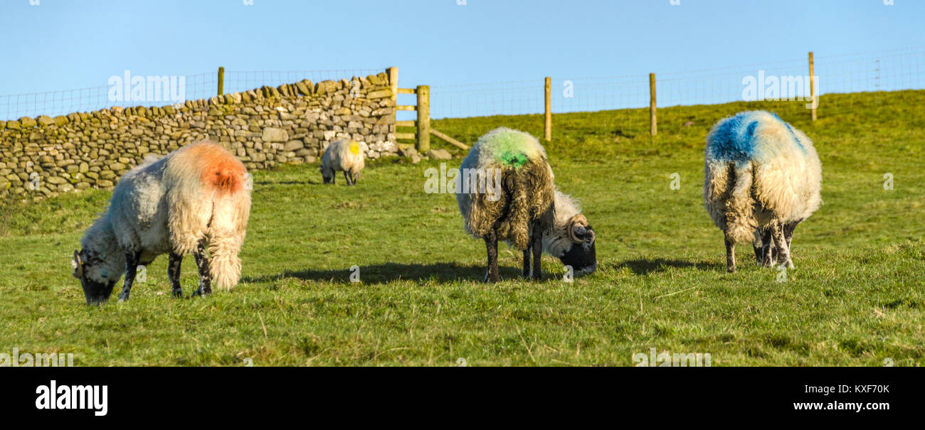 Sheep bottoms hi-res stock photography and images - Alamy