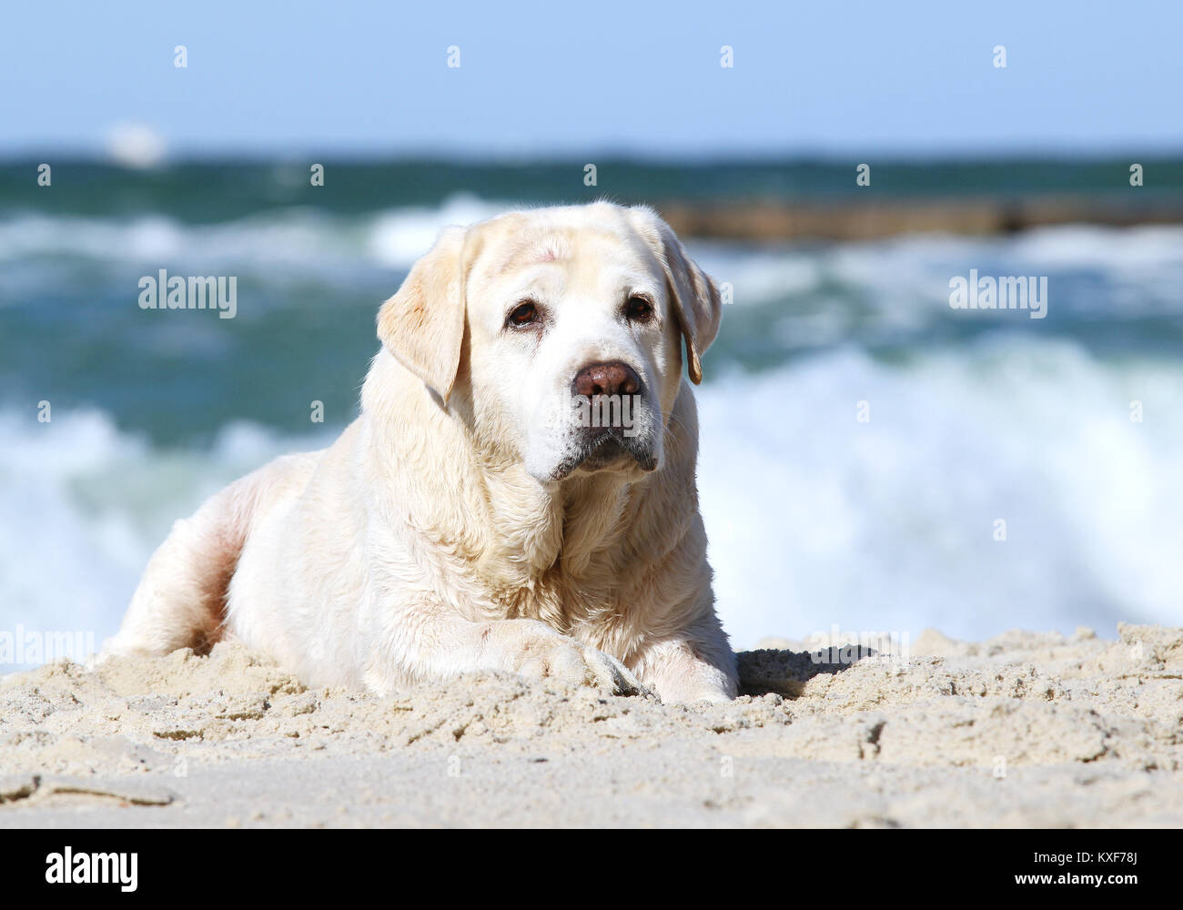 yellow labrador playing at the sea in summer portrait Stock Photo - Alamy