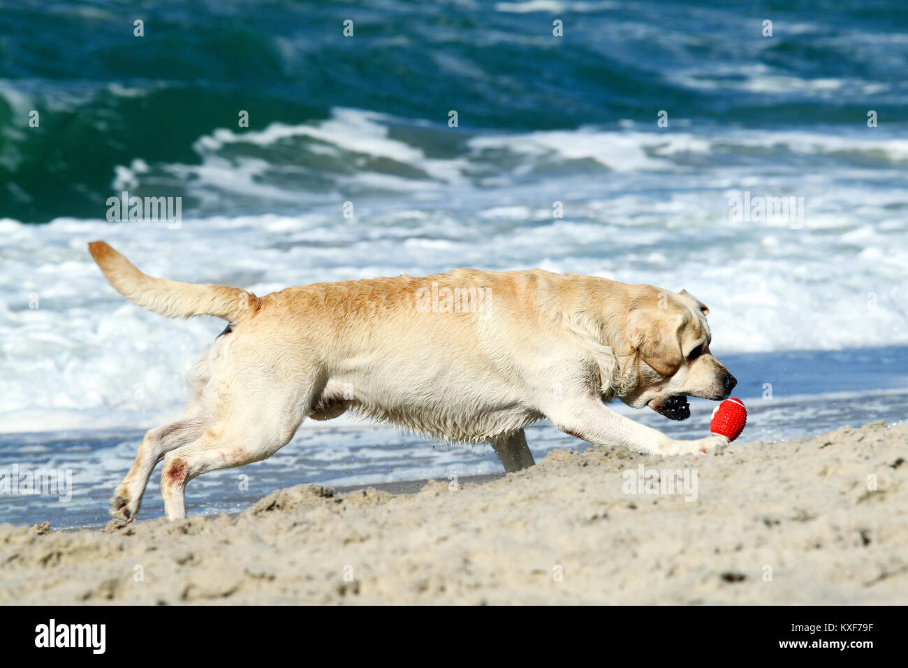 yellow labradors running to the sea in summer Stock Photo - Alamy