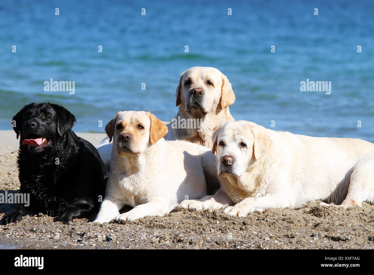 four labradors playing at the sea in summer portraits Stock Photo - Alamy
