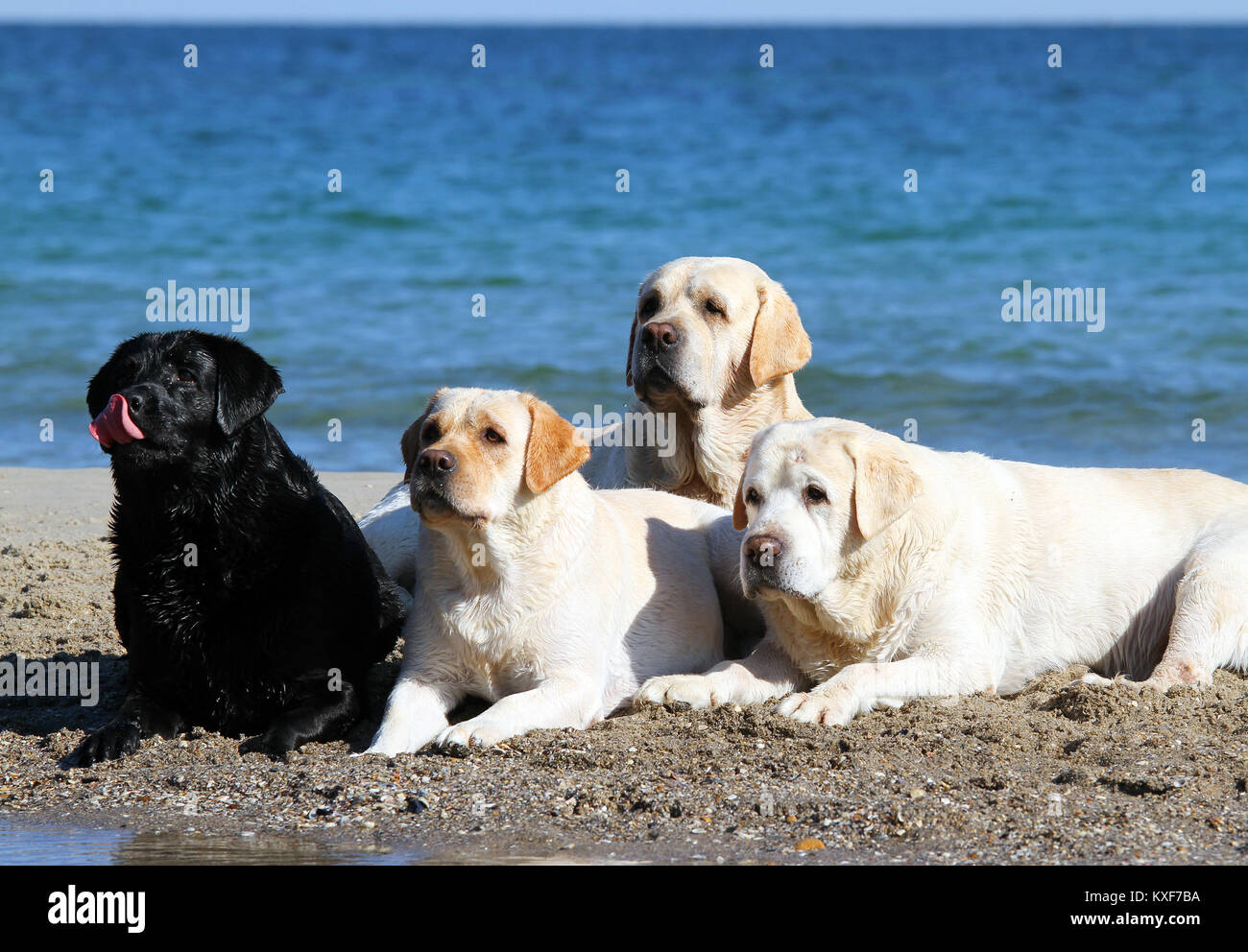 fou cute labradors playing at the sea in summer portraits Stock Photo ...
