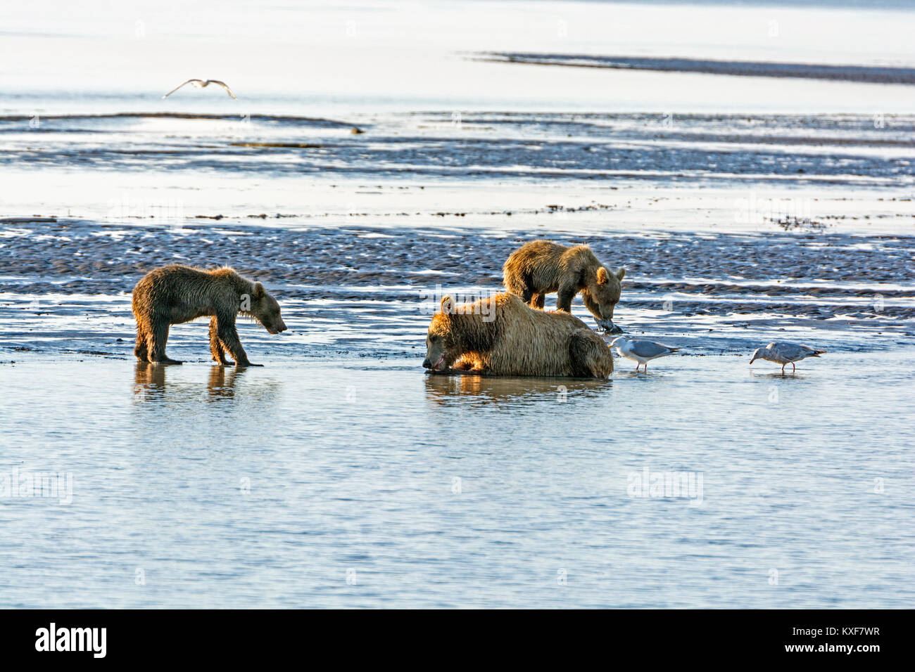 Mother Bear and Cubs on a Tidal Flat in Hallo Bay in Katmai National ...