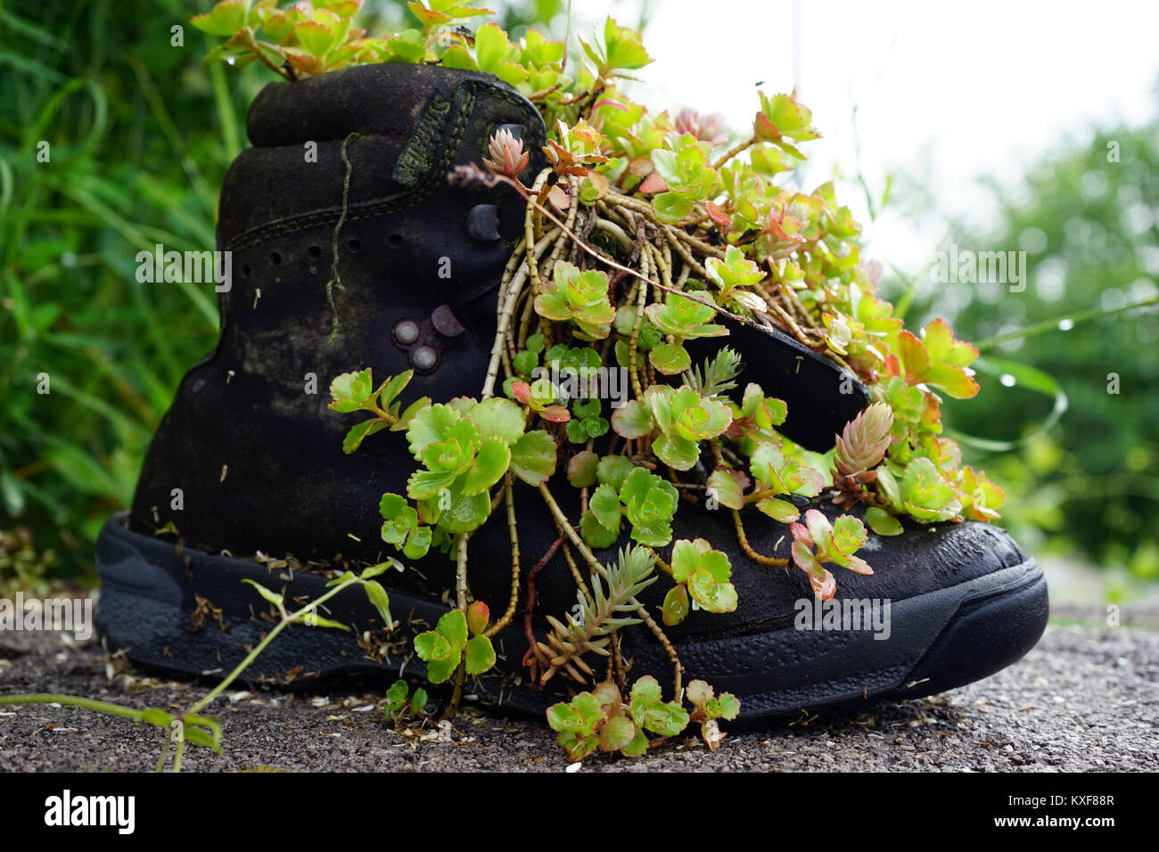 Old boot flowers hi-res stock photography and images - Alamy