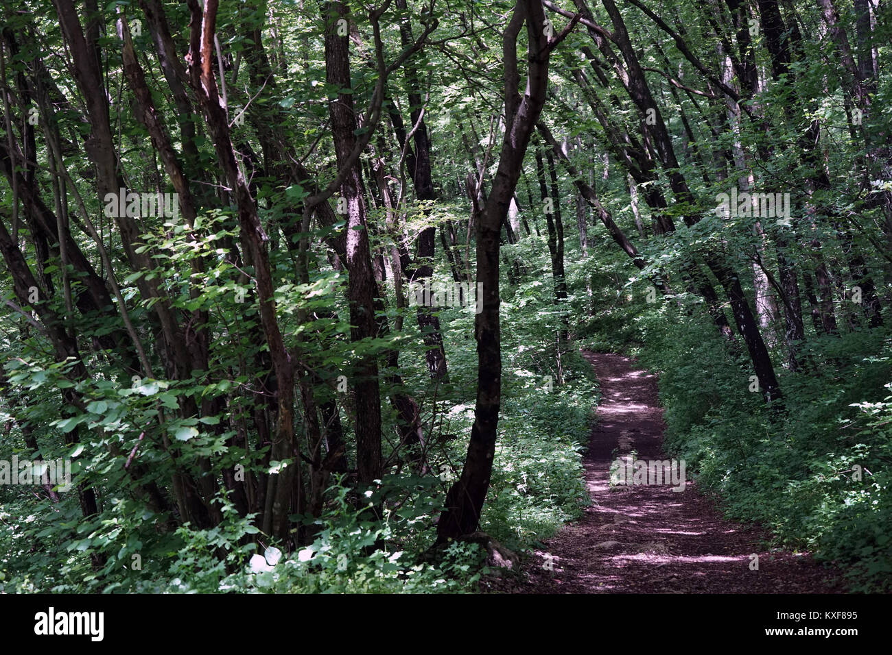 Footpath in dense green forest in Slovenia Stock Photo - Alamy