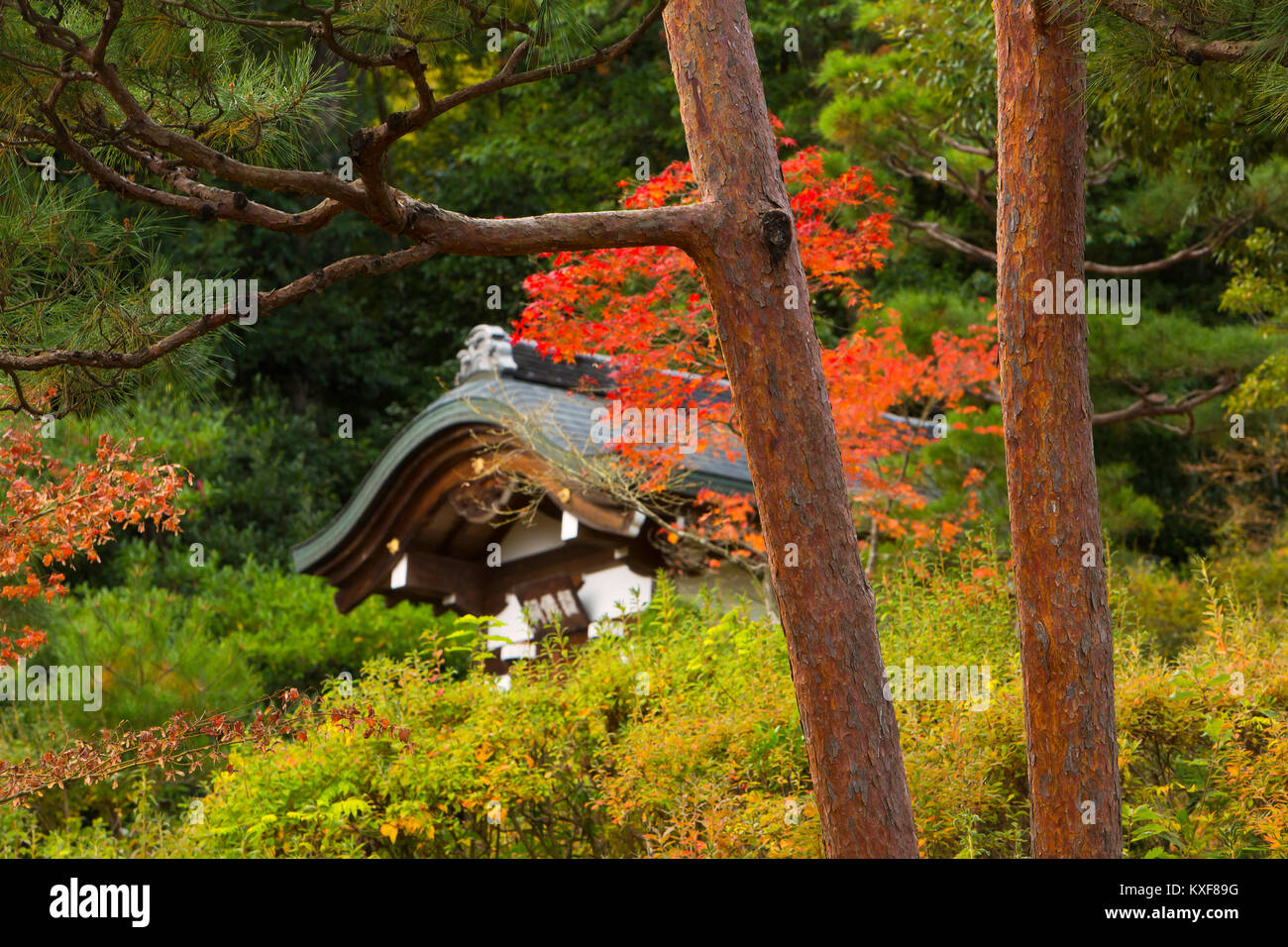 A shrine surrounded by fall color at the Jojakko-Ji Temple in Kyoto ...