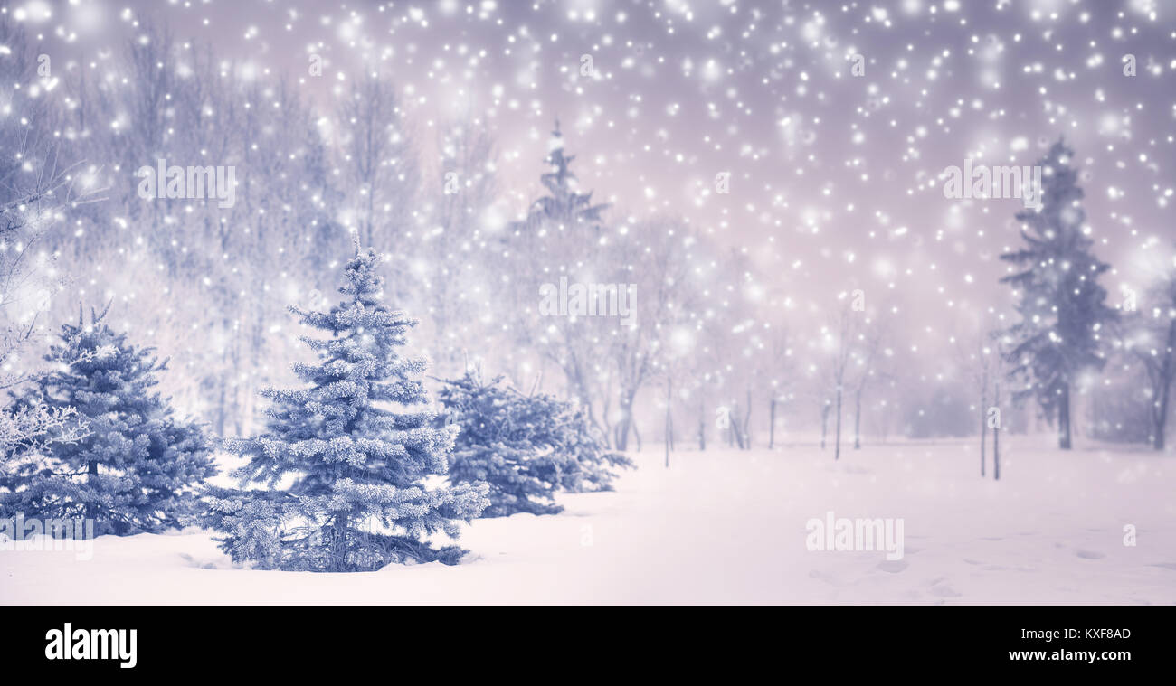 Christmas background with fir trees. Blurred bokeh. Winter landscape ...