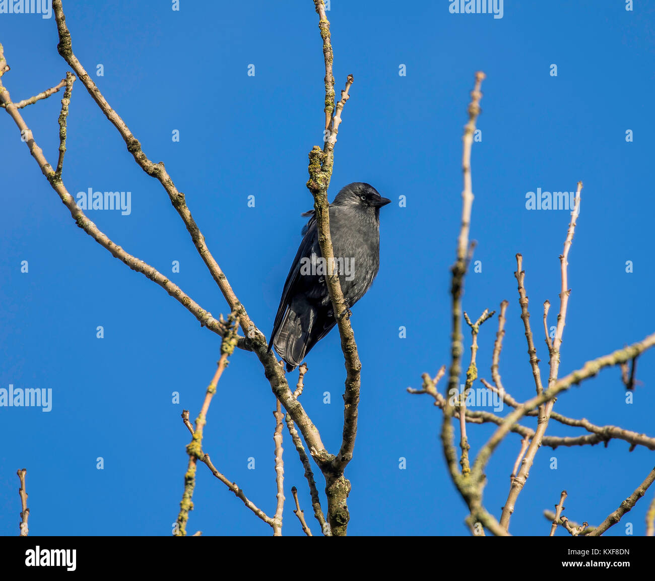 Jackdaws perched hi-res stock photography and images - Alamy