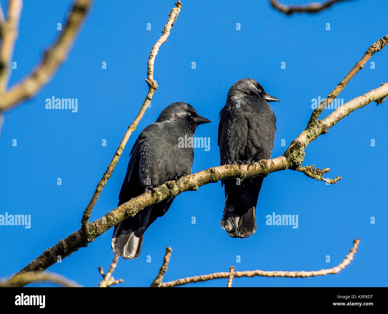 Gavin crow hi-res stock photography and images - Alamy